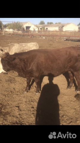 Продаю 2 быков