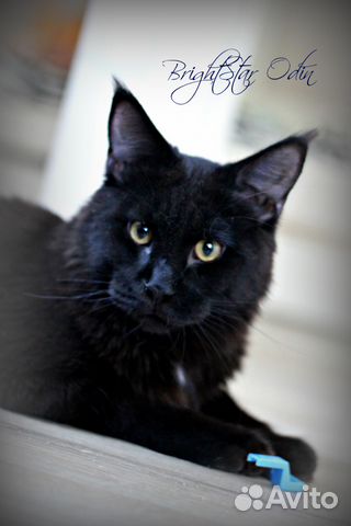 Котенок мейн кун, шикарный черный мальчик