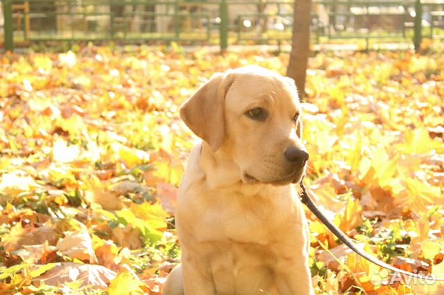 Щенок лабрадора