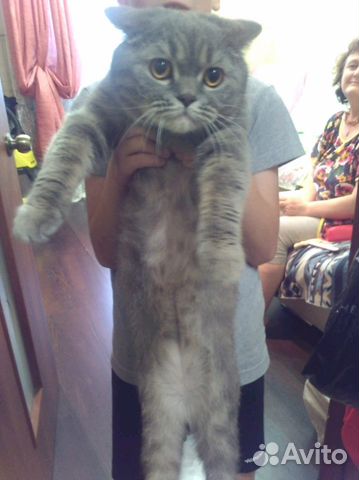 Помогите спасти кота. на днях хотят усыпить