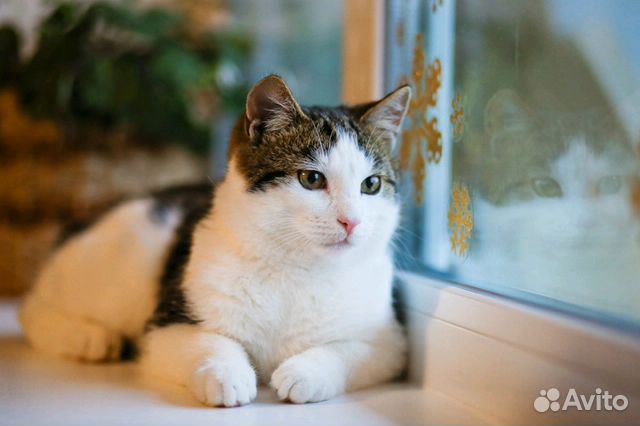 Нежный подросток Марсик