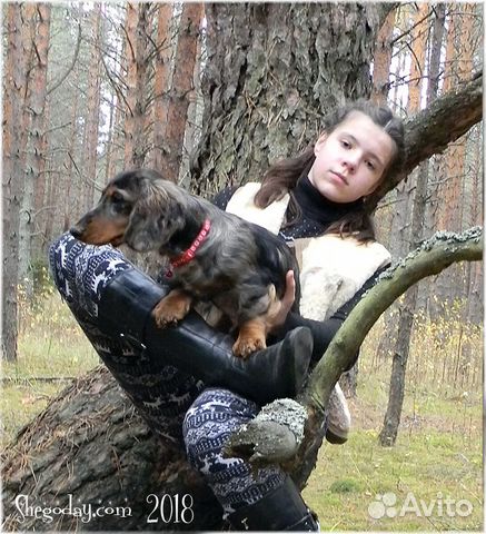 Ваш щенок таксы длинношерстной