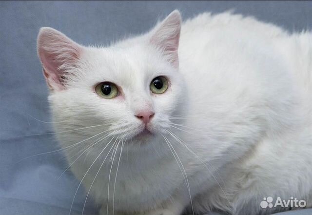 Белоснежная красавица