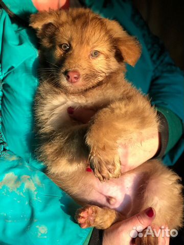 Шоколадный нос