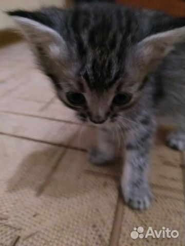 Котята