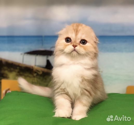 Шотландский вислоухий котёнок