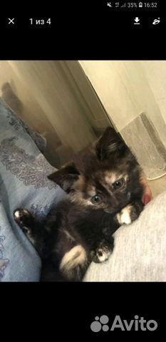 Ищем дом для котят