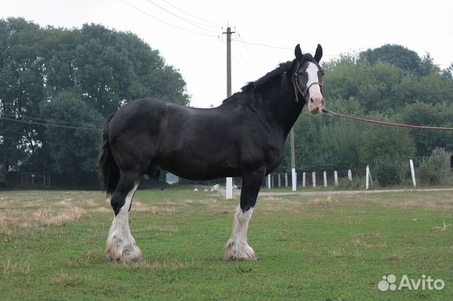 Жеребчик, помесный шайр