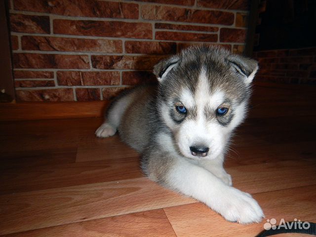 Продажа чистокровного щенка хаски