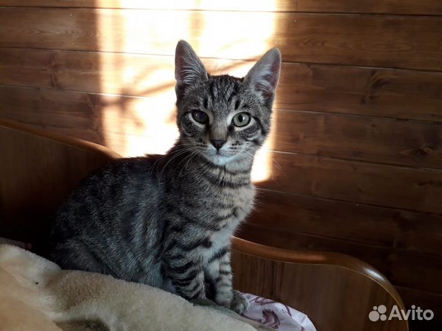 Котёнок мальчик Баксик в добрые руки