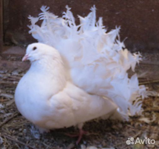 Голуби, фазаны, индоутки