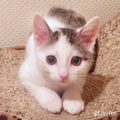 Котенок мальчик