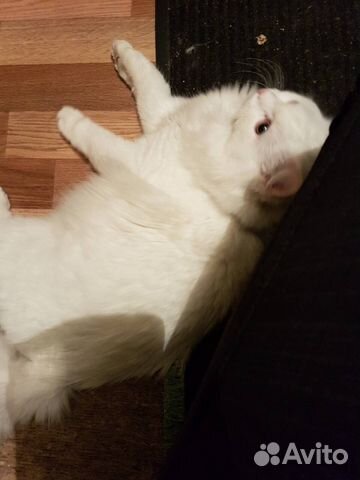 Белый королевский кот с жёлтыми глазами