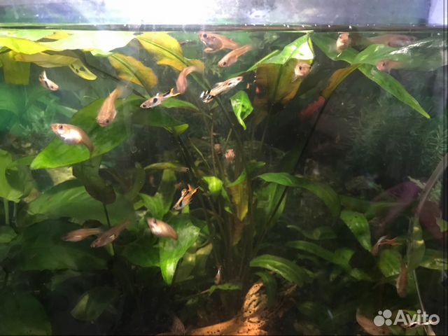 Гуппи взрослые и мальки, обмен