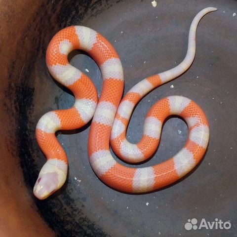Молочная гондурасская змея