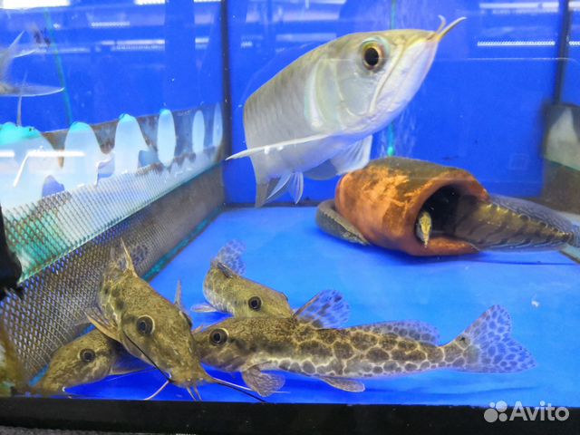 Жирафовый сом