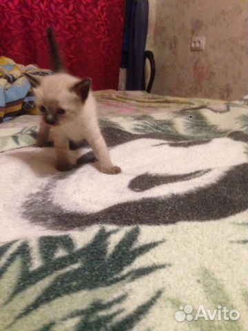 Котята
