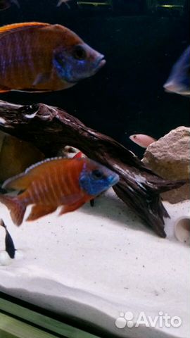 Аулонокары, утака