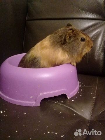 Морские свинки