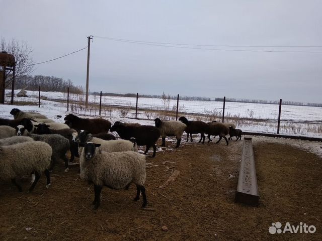 Бараны и овцы