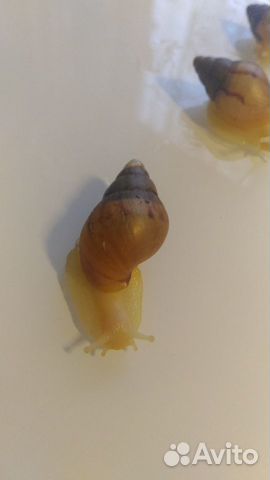 Улитки Ахатина