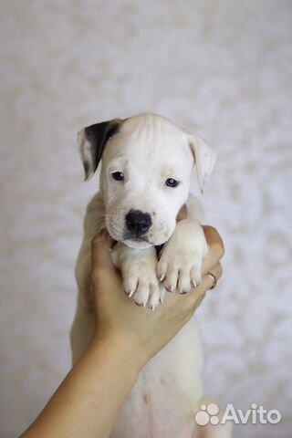 Белое золото щенок питбуля