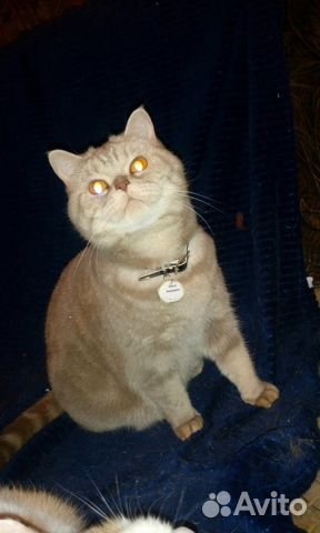 Красивая кисуля, умница, упитанная