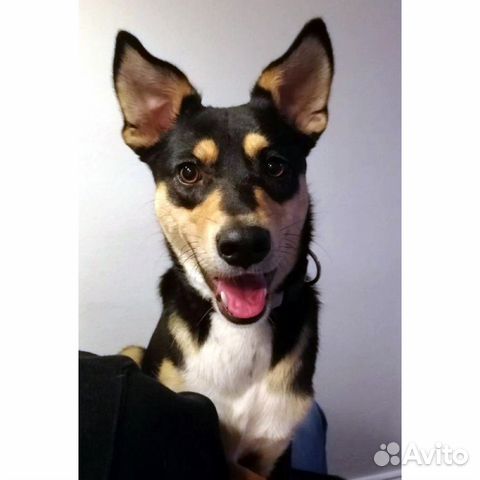 Щенок Молли в добрые руки