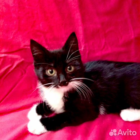 Зеленоглазый красавец 2,5 месяца