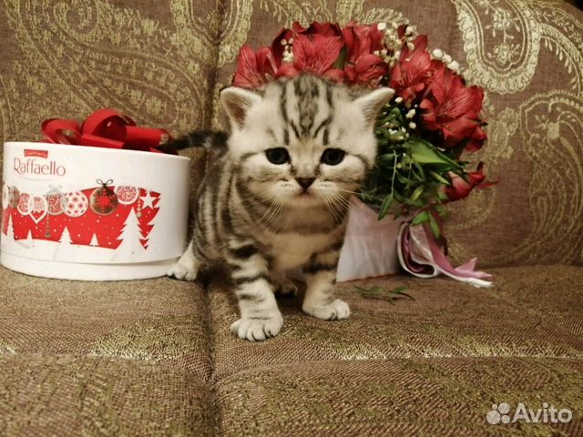 Шикарные котята