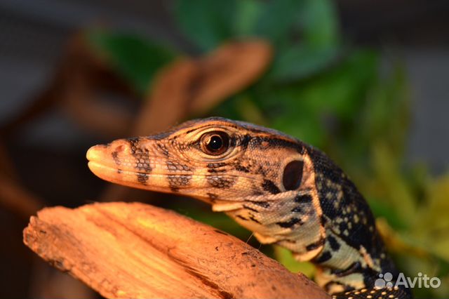 Водяной варан сальватор