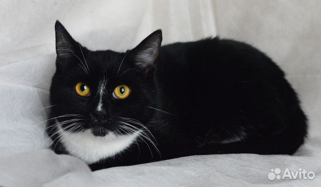 Робкий котик Боря ищет дом