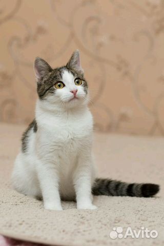 Котенок в дар 9 мес девочка
