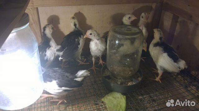 Леггорн далматинец