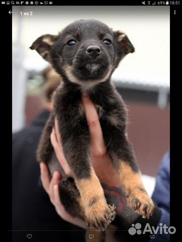 Метисы в добрые руки