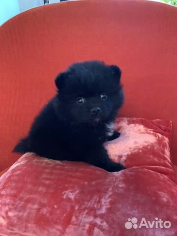 Шпиц Мини Чёрный Бриллиант