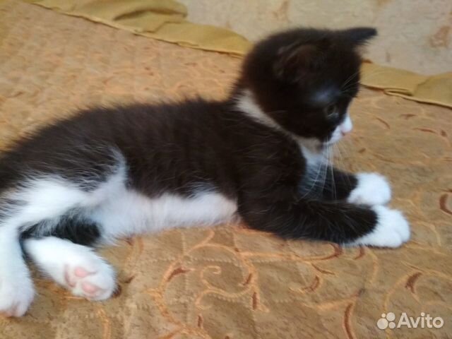 Котенок-полуперс