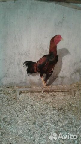 Бойцовые петухи