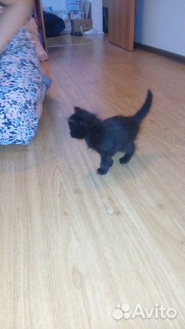 Любителям кошек