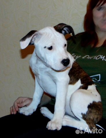 Две девочки - стаффочки, РКФ