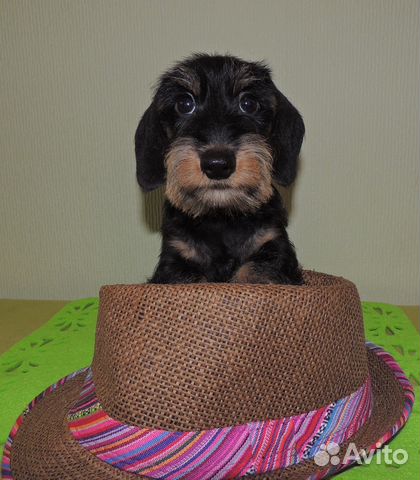 Таксенок-жестик