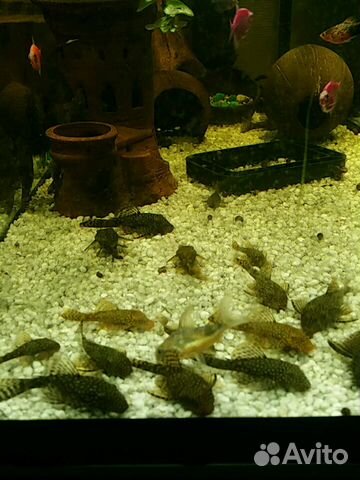 Анциструс (присоска)