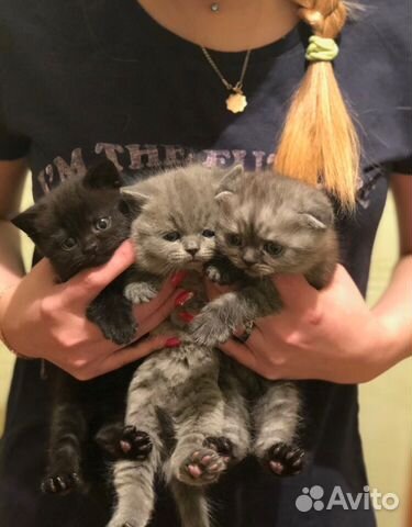 Шотландскик котята