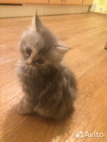 Шотландская кошечка