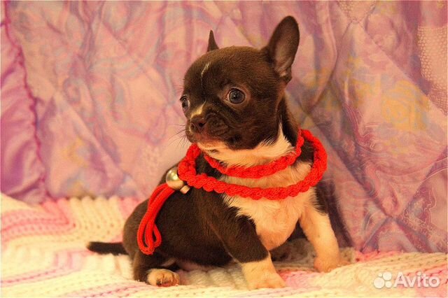 Щенки чихуахуа