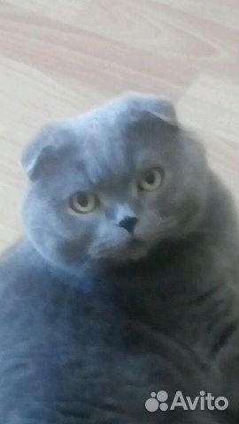 Кот на вязку и его дети