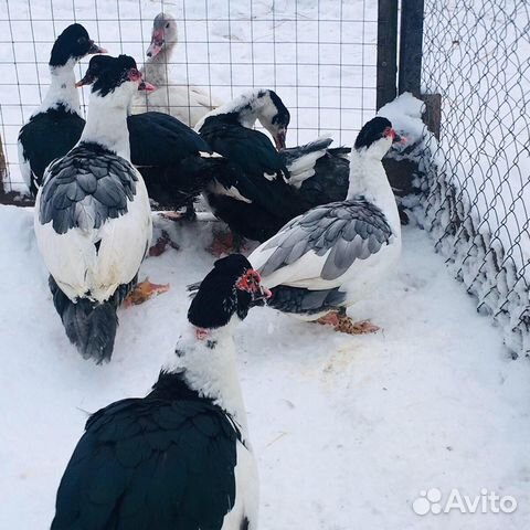 Голубая и Лавандовая мускусная утка, индюки