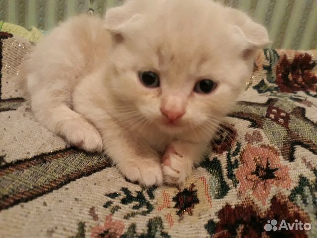 Шотландская вислоухая