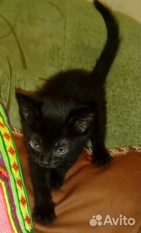 Черная кошечка