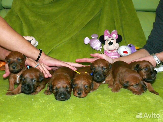 Милые рыжики